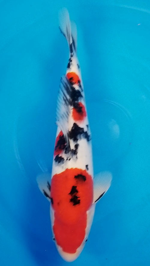 Koi for Sale | Champion Nishikigoi